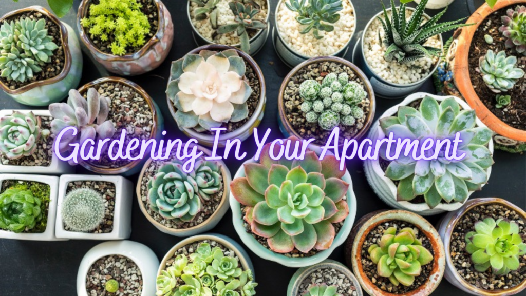 Apartment Produce Guide - JD McCormick Properties